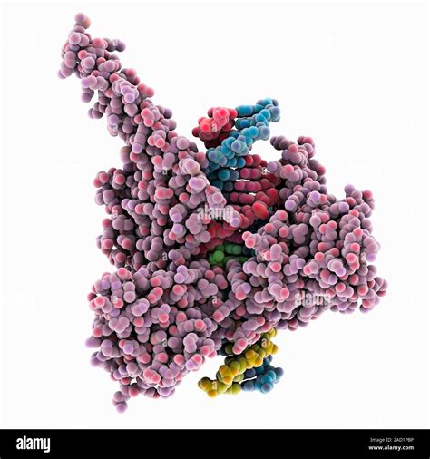 Dna Topoisomerase And Inhibitor Molecular Model Of The Chemotherapy