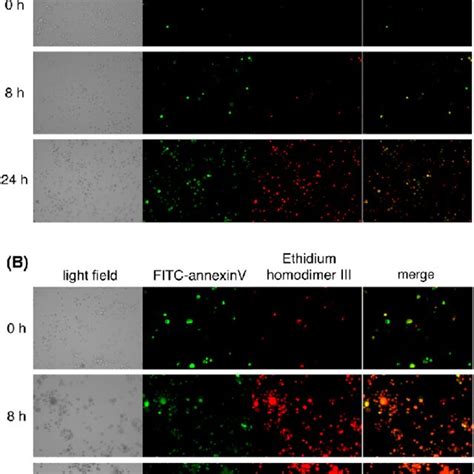 Fluorescence Staining Of Hela Cells After Treatment Of Halogenated Bpa Download Scientific