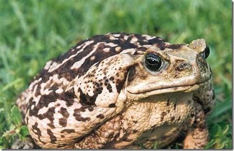 10 самых необычных ядов 10 фото