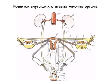 Будова та розвиток чоловічих і жіночих статевих органів презентация онлайн