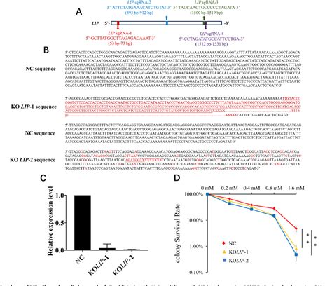 Figure 4 From Long Non Coding Rna Lip Interacts With Parp 1 Influencing The Efficiency Of Base
