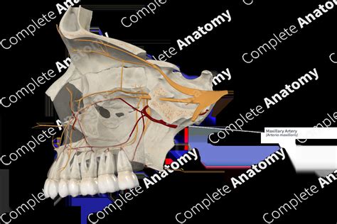 Maxillary Artery Complete Anatomy