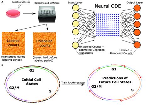 Application Of Rnaforecaster To Metabolic Labeling Single Cell