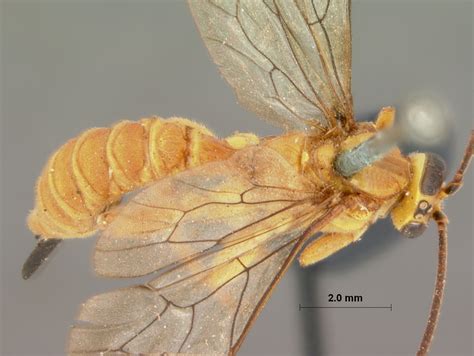 Xanthopimplaromani Waspweb