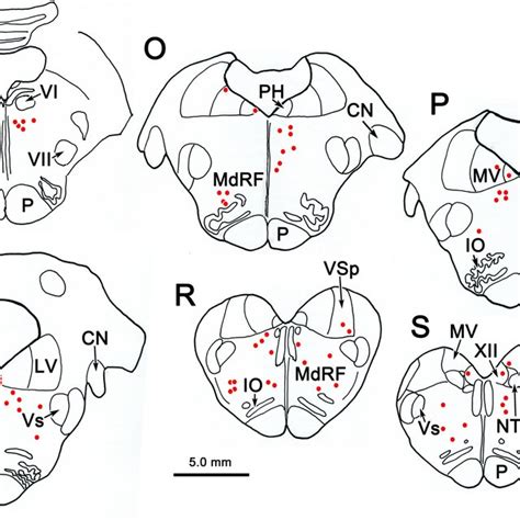 Distribution Of Retrogradely Labeled Neurons In The Pons And Medulla Download Scientific