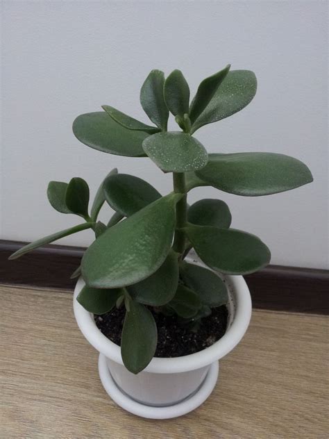 Денежное дерево 30cm