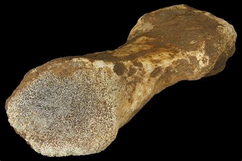 65 Triceratops Metatarsal Toe Bone Montana 130264 For Sale