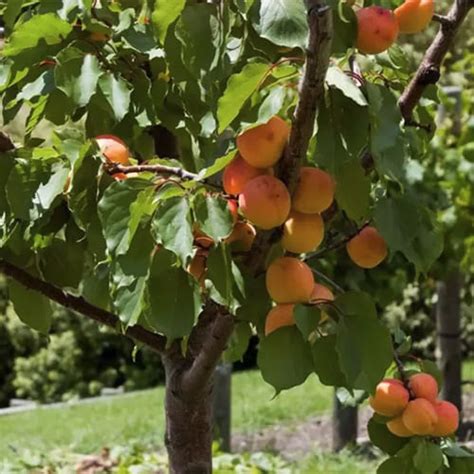 Купить абрикос Сибиряк Байкалова - качественные саженцы недорого