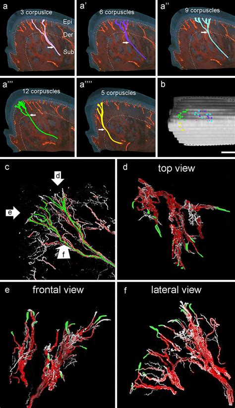 Axon Tracing A Five Axons Were Traced And Drawn Using Colored Lines On Download Scientific