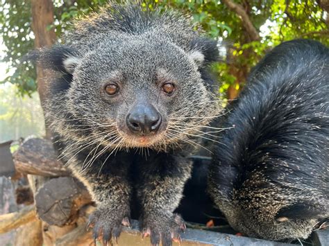 แก๊ง4ต ตุ๊ต๊ะต๋อมแต๋ม ขาหมู แอนด์เดอะแก๊ง