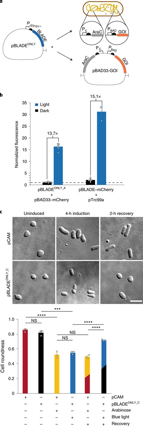 Blade Is Compatible With Pre Existing L Arabinose Responsive Plasmids Download Scientific
