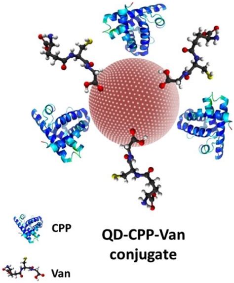 Schematic Depicting The Qd‐cpp‐van Conjugate Download Scientific Diagram