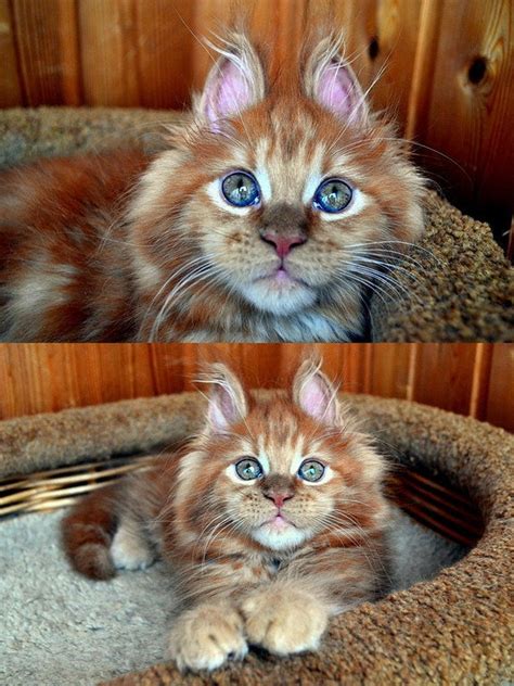 5 Fun Facts All About Fluffy Tufted Kitty Ears Meowingtons