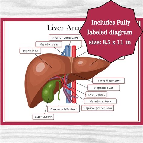 Liver Anatomy Diagram Printable Educational Resource Instant