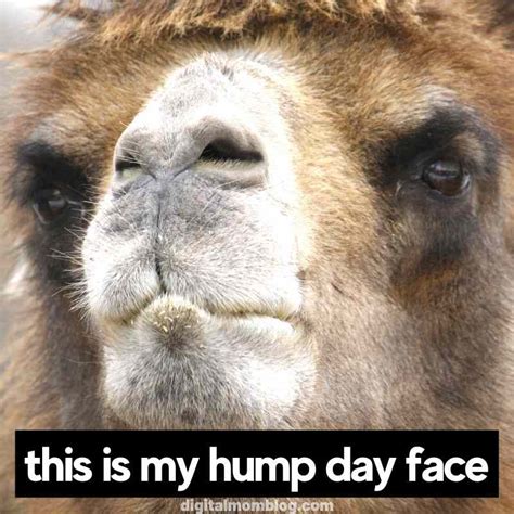 Happy Hump Day Meme
