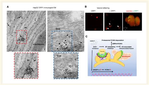 Drp1 Tethered Trafficking Vesicles At Er A Representative Hepg2 Cell