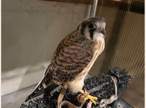 NEWアメリカチョウゲンボウ メス 2020年うまれ 海外ブリード ふくろう 猛禽類 Rare ZOO presented by