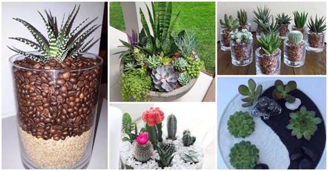 Gambar Inspirasi Rangkai Kaktus Dan Sukulen Dalam Satu Tempat Jadi Kombinasi Estetik