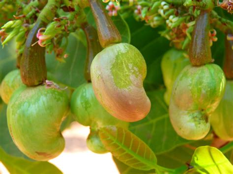 Hình ảnh Thực Vật Trái Cây Quả Mọng Món ăn Sản Xuất Cây Bụi Hạt