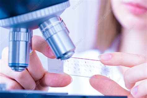 Researcher Using Microscope Stock Image F025 5583 Science Photo Library