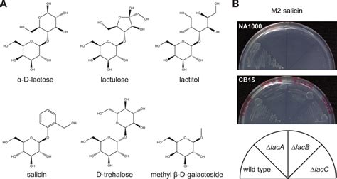 Lac Genes Required For Utilization Of Specific Carbon Sources A