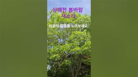 상쾌한 봄바람새소리자연소리시원한바람소리힐링소리수면유도소리심신안정소리공원에서만난새소리바람소리새소리자연소리백색소음shorts Youtube