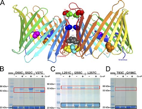 Cross Linking Experiments Validate The Dimer Interface A Cartoon