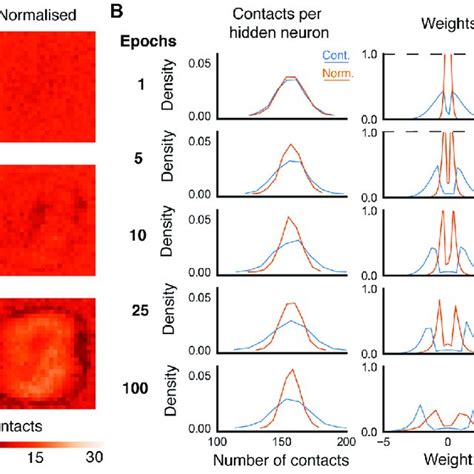Evolution Of Synaptic Weights A Number Of Efferent Contacts From Each Download Scientific