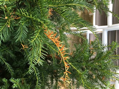 Are Yew Trees Dangerous At Jason Reavis Blog