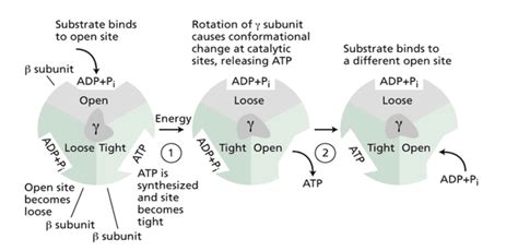 ATP Synthase Structure Mechanism Inhibition Diseases Biology