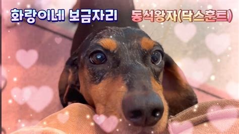 유기견 유기견입양홍보 동석왕자닥스훈트가 찐가족을 기다려요 Youtube