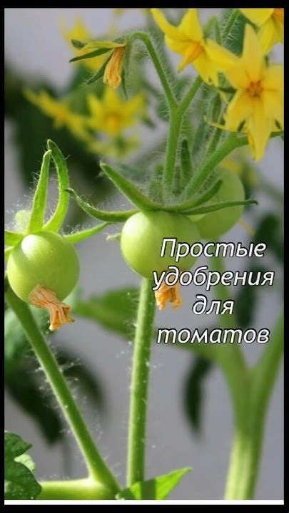 Удобрения для томатов Youtube