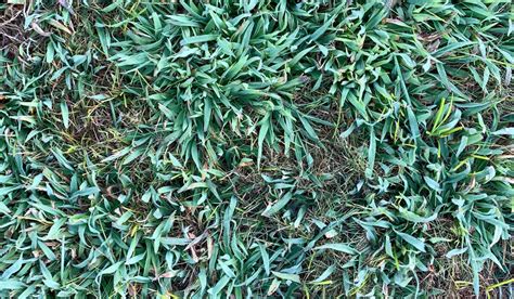 How To Kill Crabgrass In Your Lawn