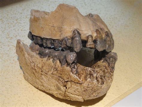 File Australopithecus Afarensis Jaw Fossils In The Arppeanum Dsc05509  Human Evolution