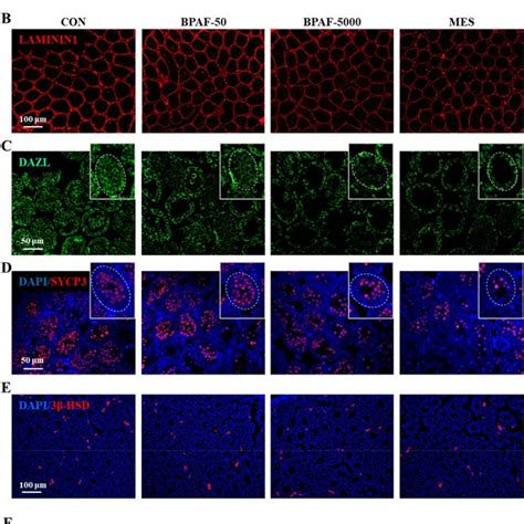 Effects Of Prenatal And Postnatal Exposure To Bisphenol Af Bpaf On Download Scientific