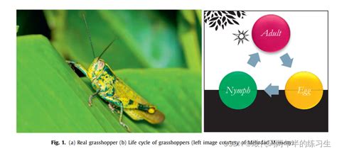 【matlab】智能优化算法蝗虫算法goa蝗虫优化算法伪代码 Csdn博客