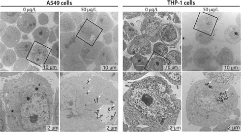 Cellular Uptake Of Nanoplastics Tem Micrographs Of A549 And Thp 1
