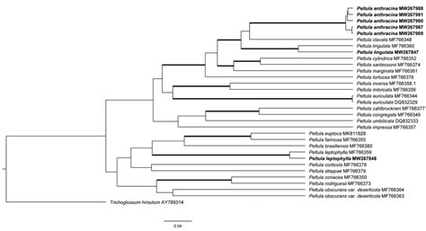 Bayesian Maximum Clade Credibility Tree Based On The Nuits Dataset