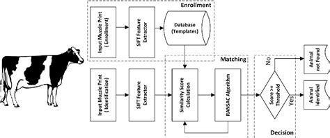 Figure 2 From A Robust Cattle Identification Scheme Using Muzzle Print Images Semantic Scholar