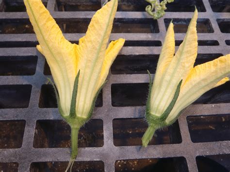 Have You Ever Picked A Carrot Fun With Flowers The Art Of Squash Breeding At Cornell University