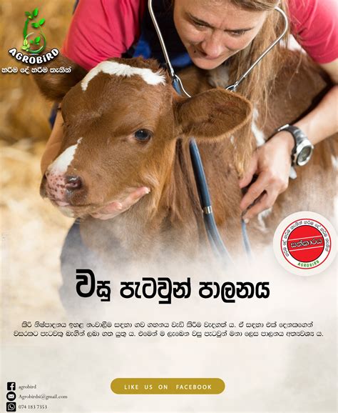 Agrobird 🔴වසු පැටවුන් පාලනය🐮 කිරි නිෂ්පාදනය ඉහළ නංවාලීම
