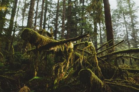 Soul Session Life Tara Lilly Whistler Wedding Photographer