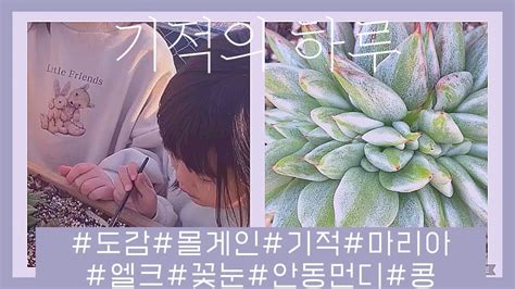 12월6일 행운이가득한 원다육 금다육 몰게인마리아기적도감엘크안동먼디콩꽃눈 Youtube