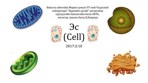 ургамлын эсийн бүтэц Odp