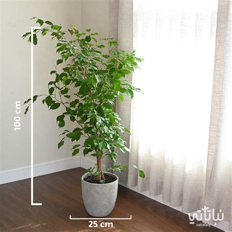 نبتة فيكس بنجامينا في حوض اسمنتي متجر نباتاتي