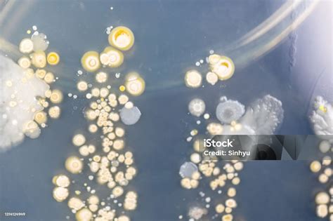 미생물학 실험실에서 교육을 위한 토양 샘플에서 천접시에서 자라는 특성과 다양한 모양의 박테리아 및 곰팡이 의 배경 마이크로 생물체에 대한 스톡 사진 및 기타 이미지 Istock