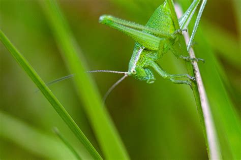 Green Grasshopper Free Photo On Pixabay Pixabay