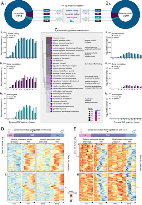 Global Transcriptome Analysis Reveals Distinct Phases Of The