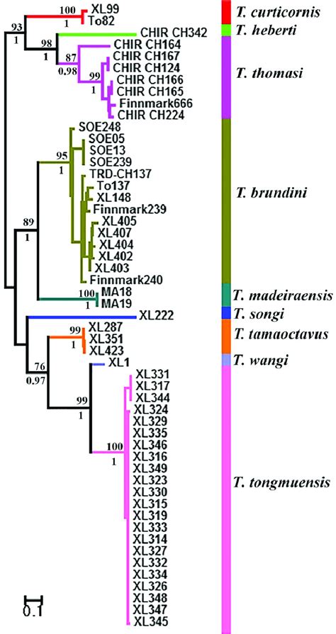maximum likelihood tree based on the cytochrome c oxidase subunit i