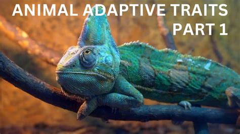 Video Based Quiz Animal Adaptive Traits Part 1